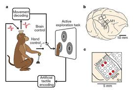 Monkeys-in-Motion Help Researchers Develop Technology that Could Assist ...